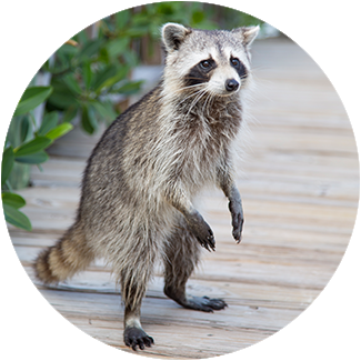 The Raccoons of Freeport – Documentary