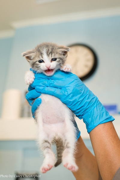 Photographer Spotlight: Casey Christopher, Part II