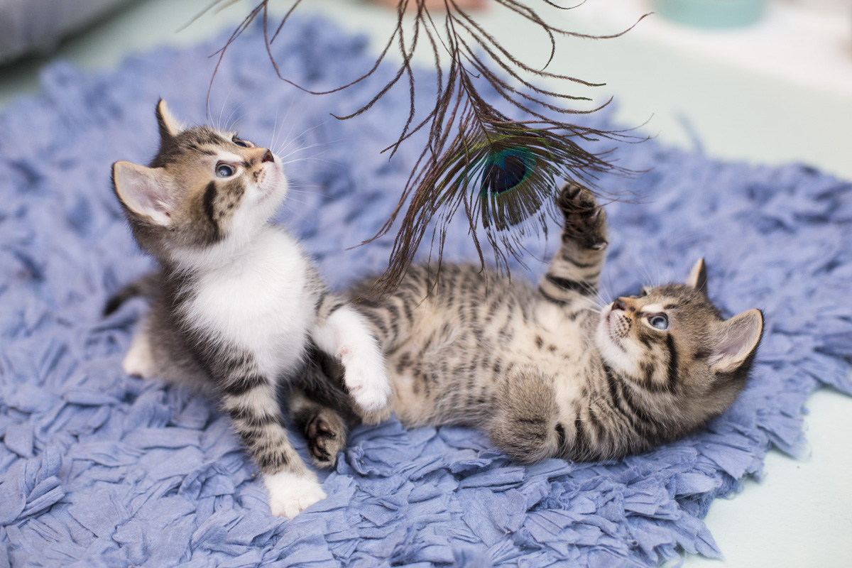 Guide to Adopting: Cats